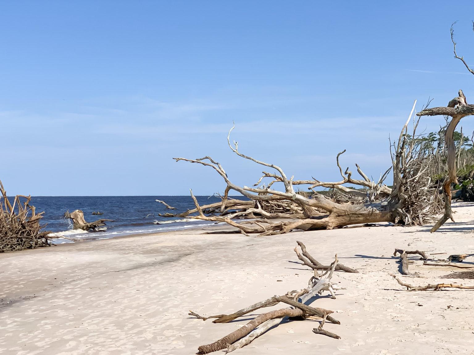 This Eerie Boneyard Beach Is A Graveyard Of Trees And A Photographer's ...