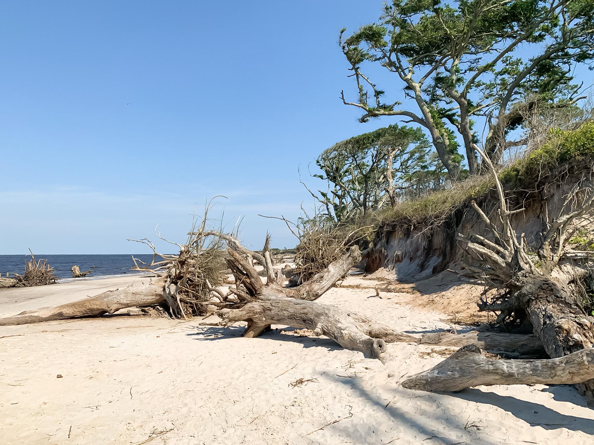 This Eerie Boneyard Beach Is A Graveyard Of Trees And A Photographer's ...