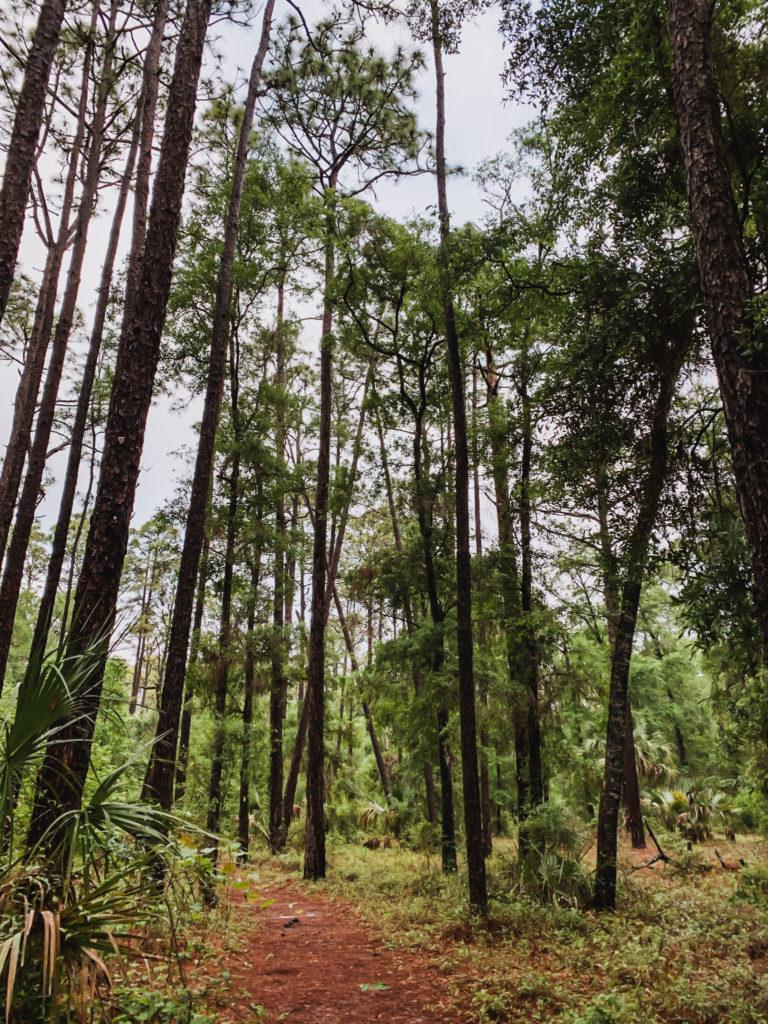 Explore Dames Cave: A Hidden Cave In Florida That Channels Your Inner ...