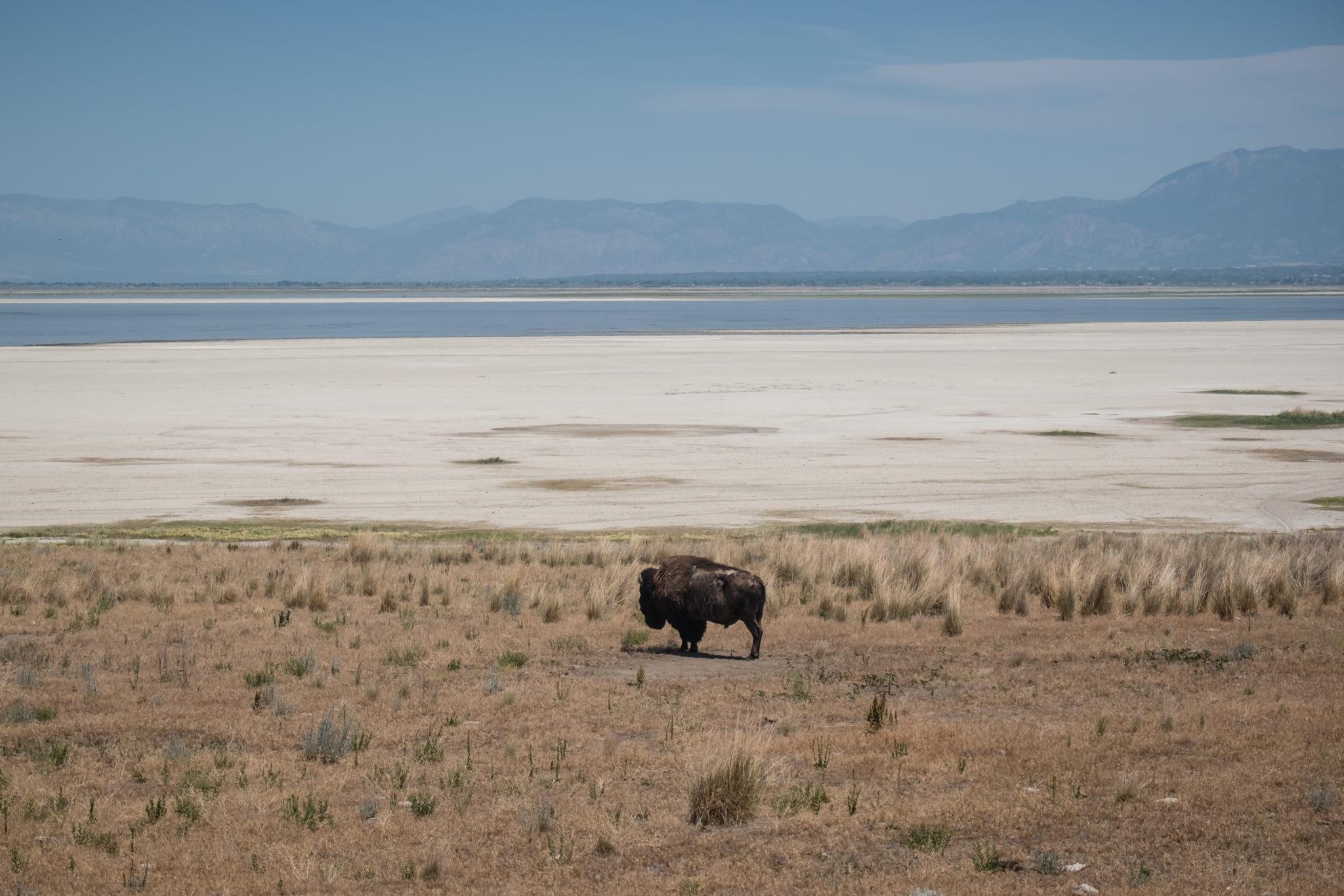 Antelope Island: 5 Reasons Why It's Worth Visiting