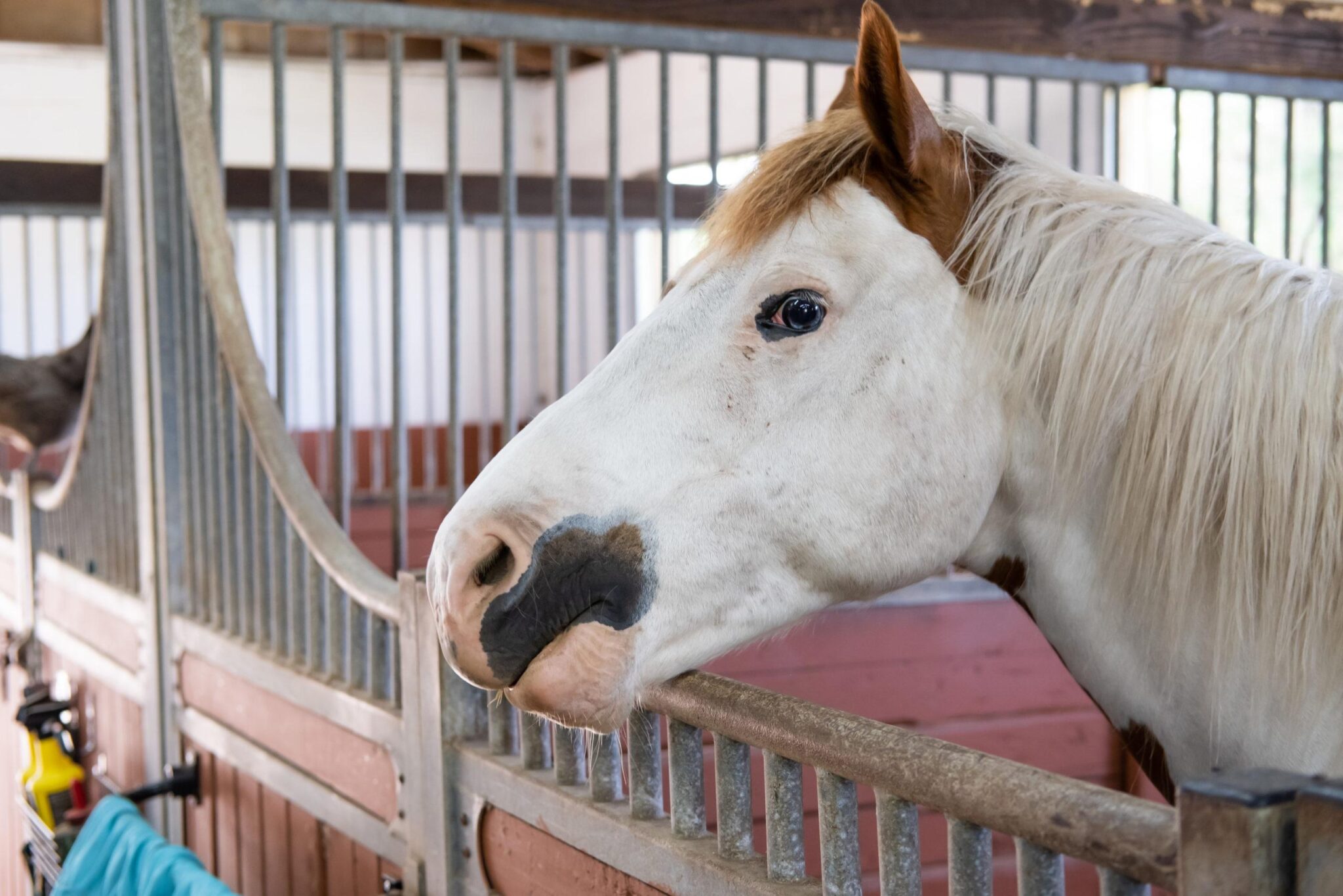 Guided Farm Tour And Animal Experience In Sanford