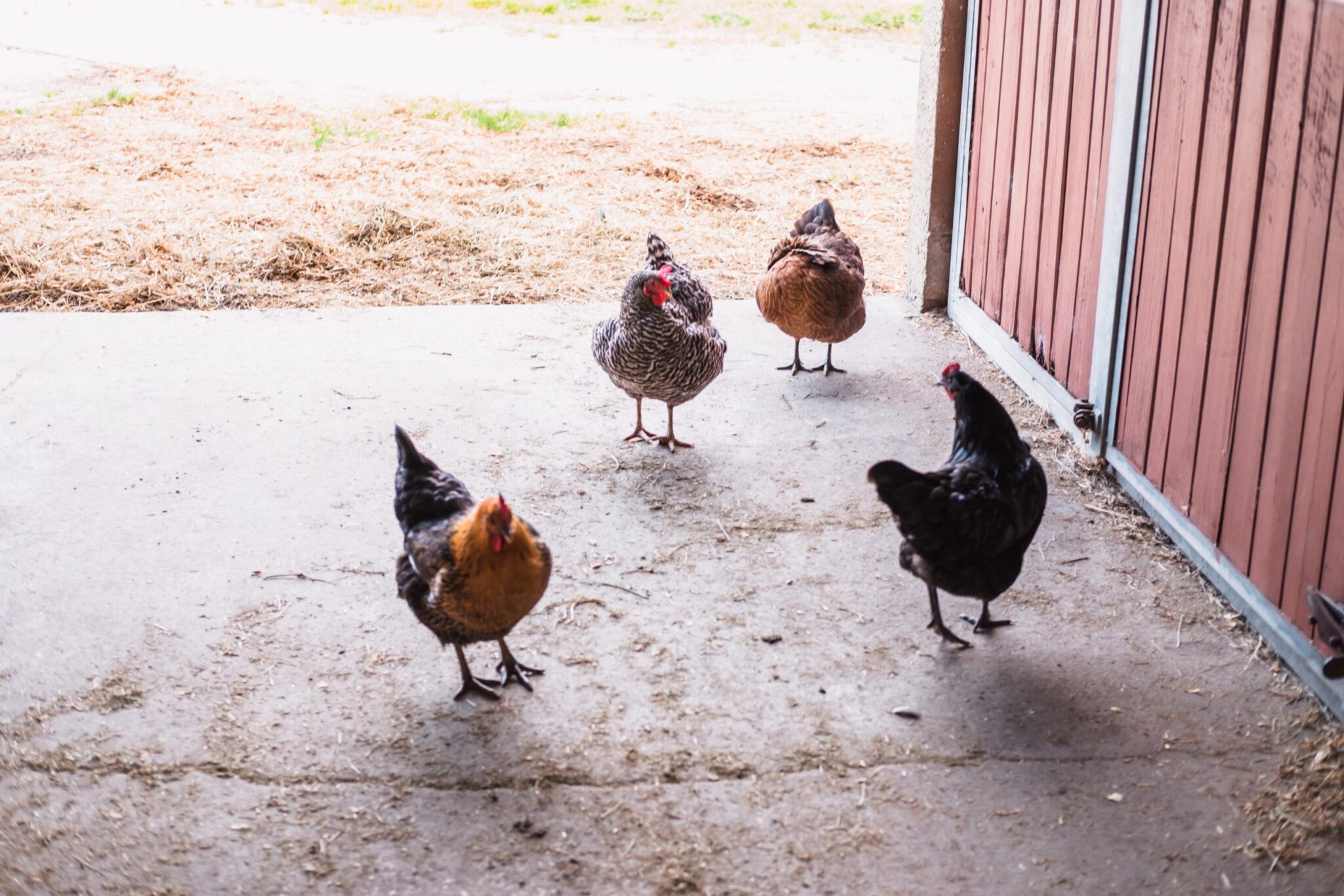 Guided Farm Tour And Animal Experience In Sanford
