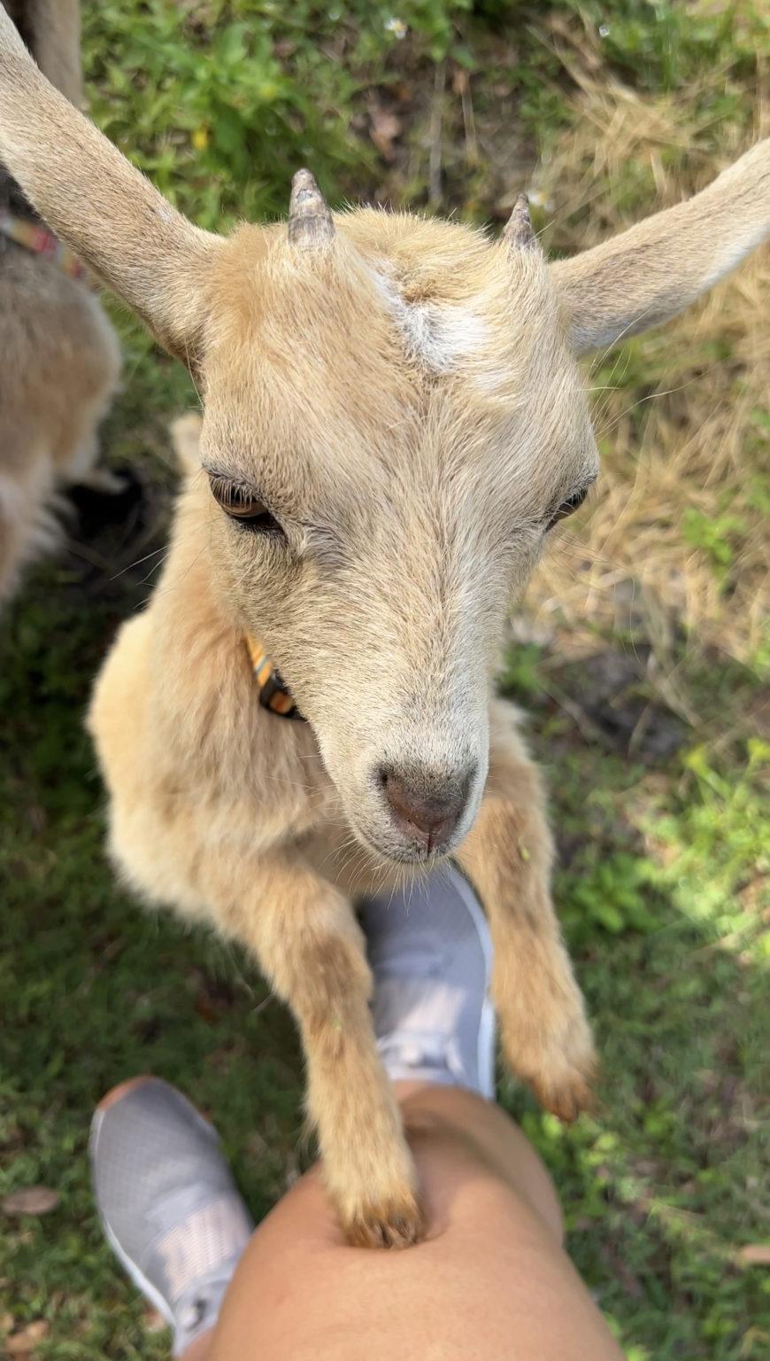 Guided Farm Tour And Animal Experience In Sanford
