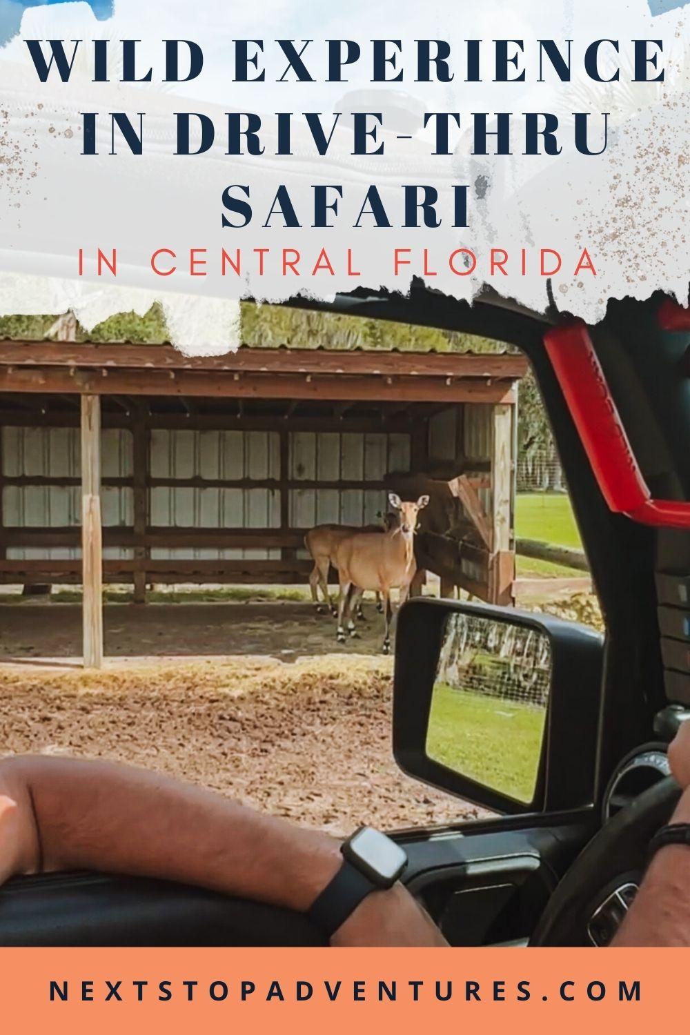 Experience A Wild Adventure From Your Car At This Florida Drive-Thru Safari