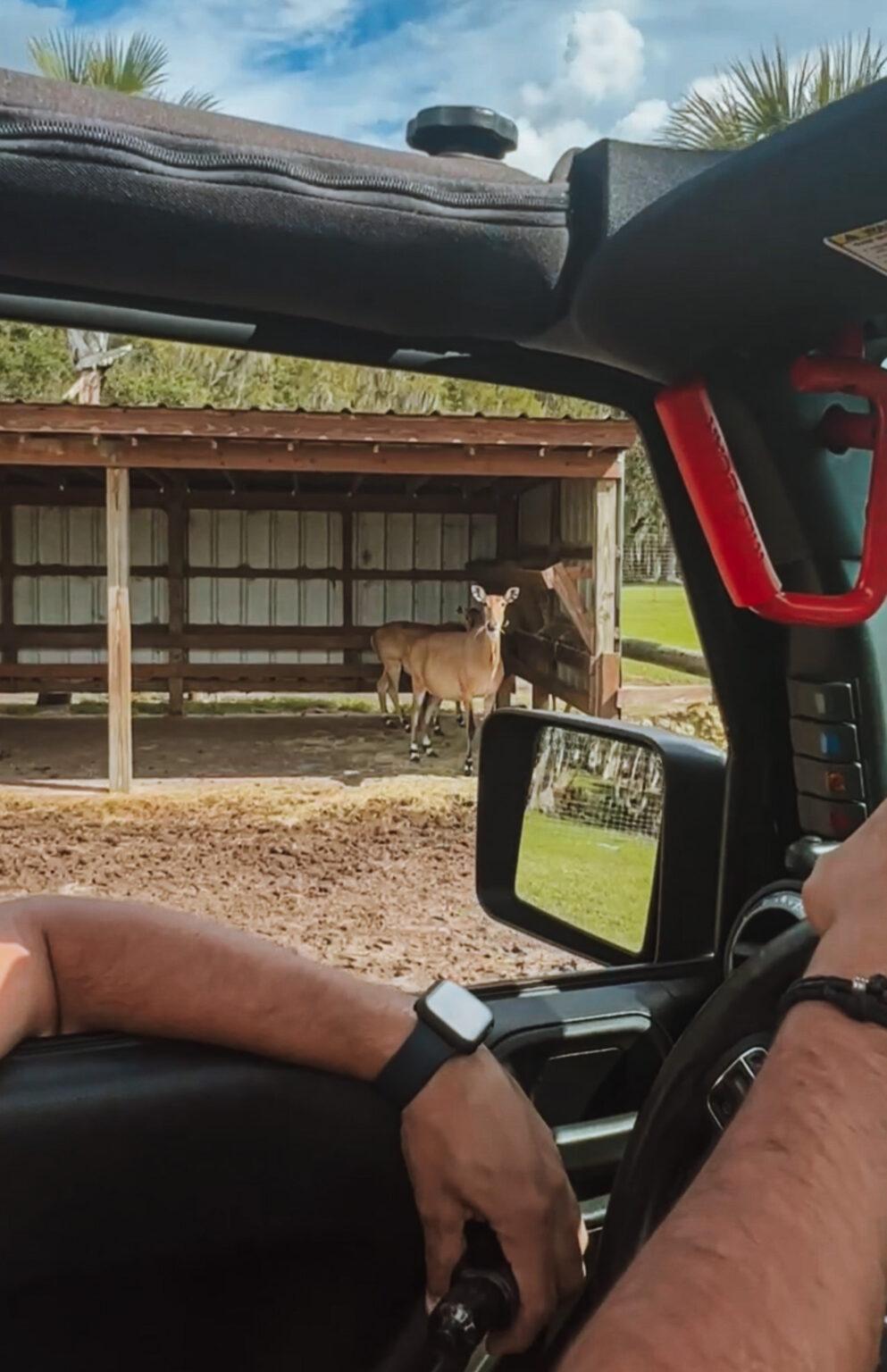 Experience A Wild Adventure From Your Car At This Florida Drive-Thru Safari