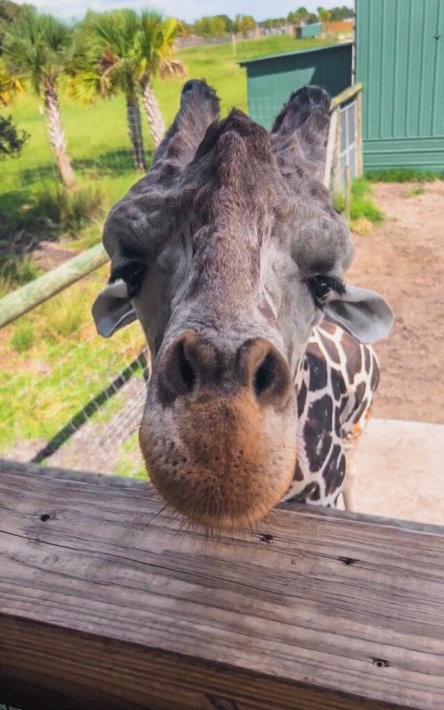 Experience A Wild Adventure From Your Car At This Florida Drive-Thru Safari