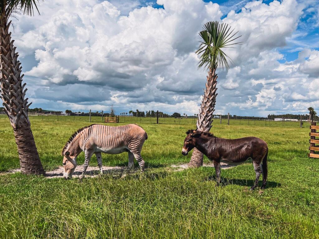 Experience A Wild Adventure From Your Car At This Florida Drive-Thru Safari