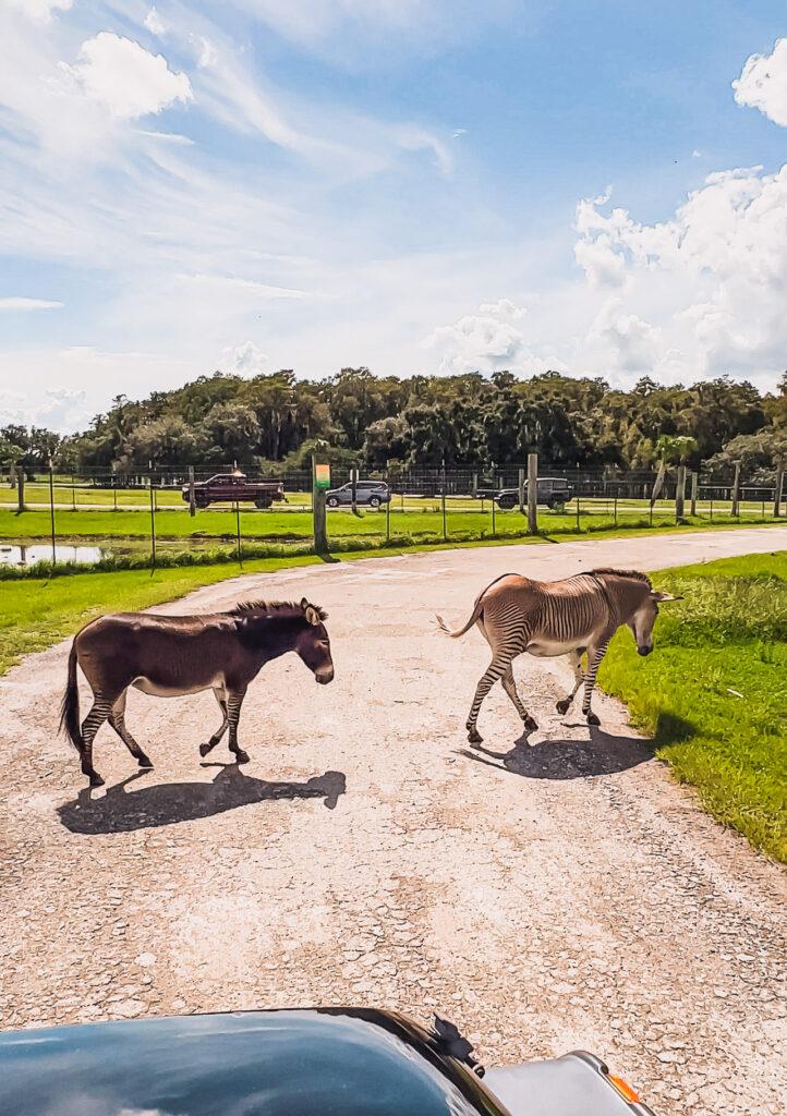 Experience A Wild Adventure From Your Car At This Florida Drive-Thru Safari