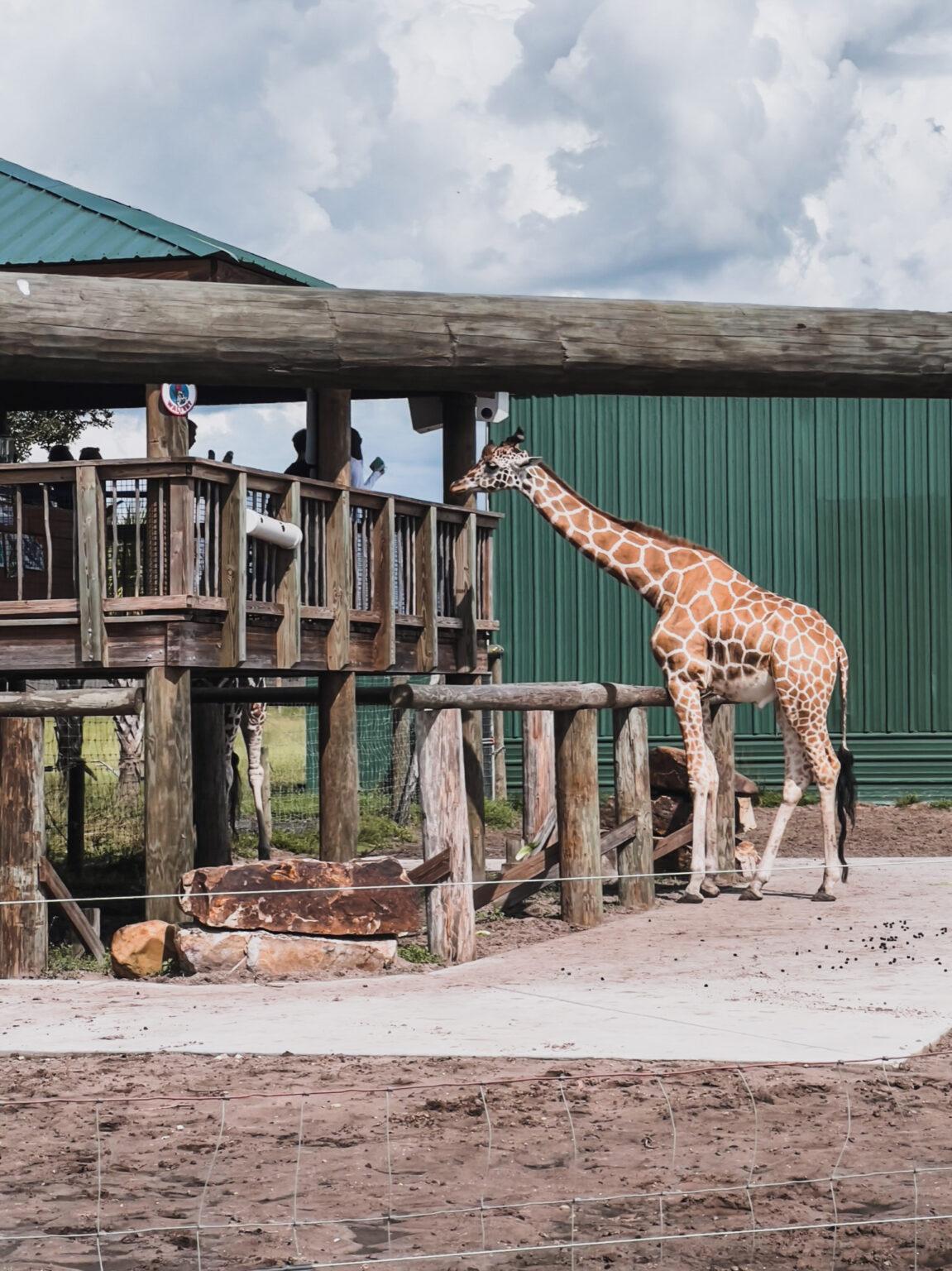 Experience A Wild Adventure From Your Car At This Florida Drive-Thru Safari
