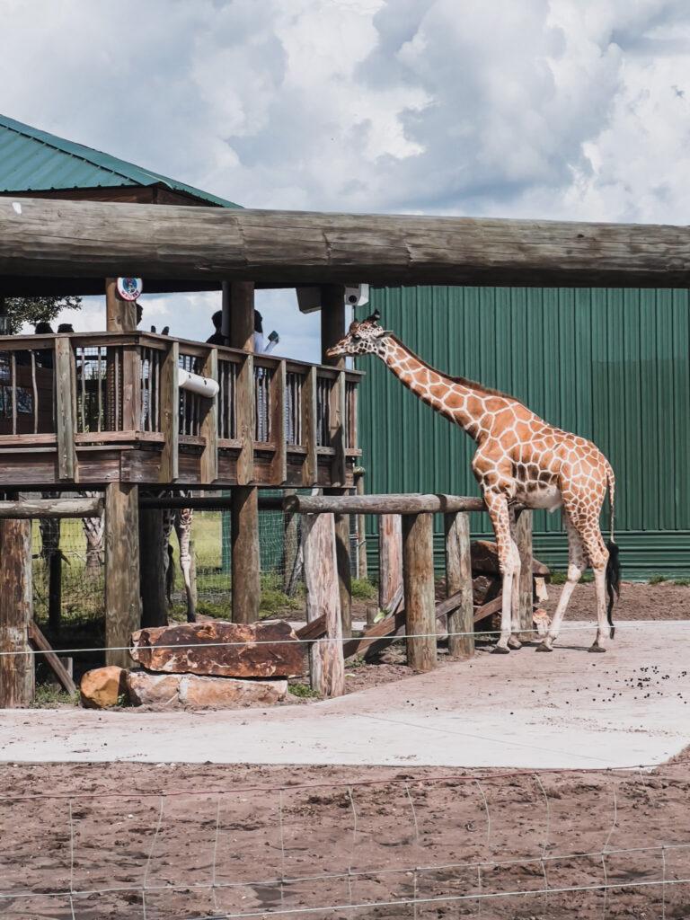 Florida Drive-thru Safari: A Wild Adventure - Next Stop Adventures