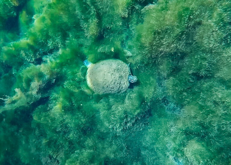 Dive Into An Epic Adventure At These 8 Incredible Florida Springs For ...