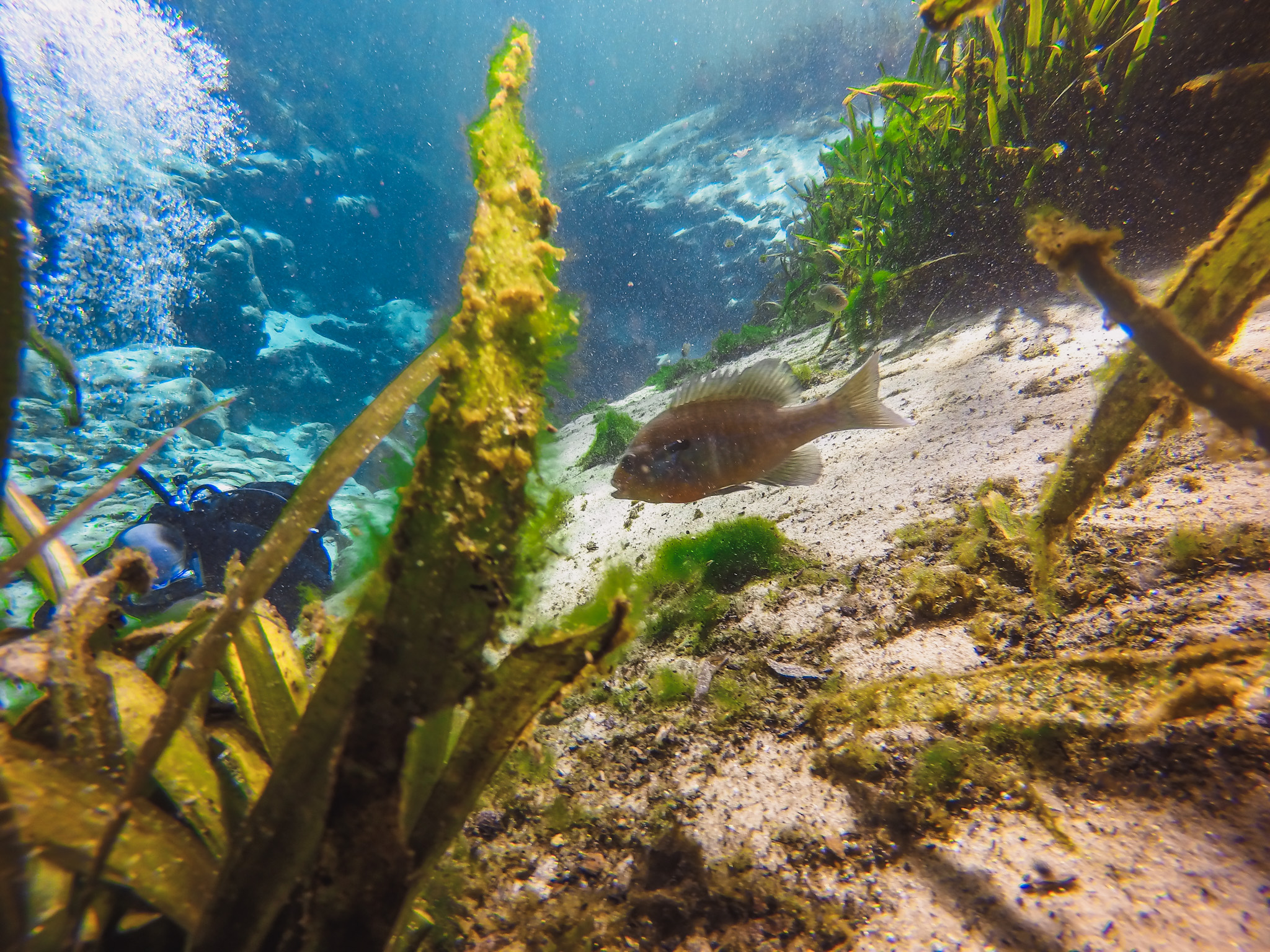 8 Best Florida Springs For Scuba Diving (From A Local Diver)