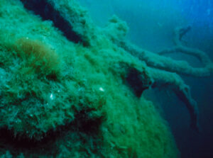 8 Best Florida Springs For Scuba Diving (From A Local Diver)